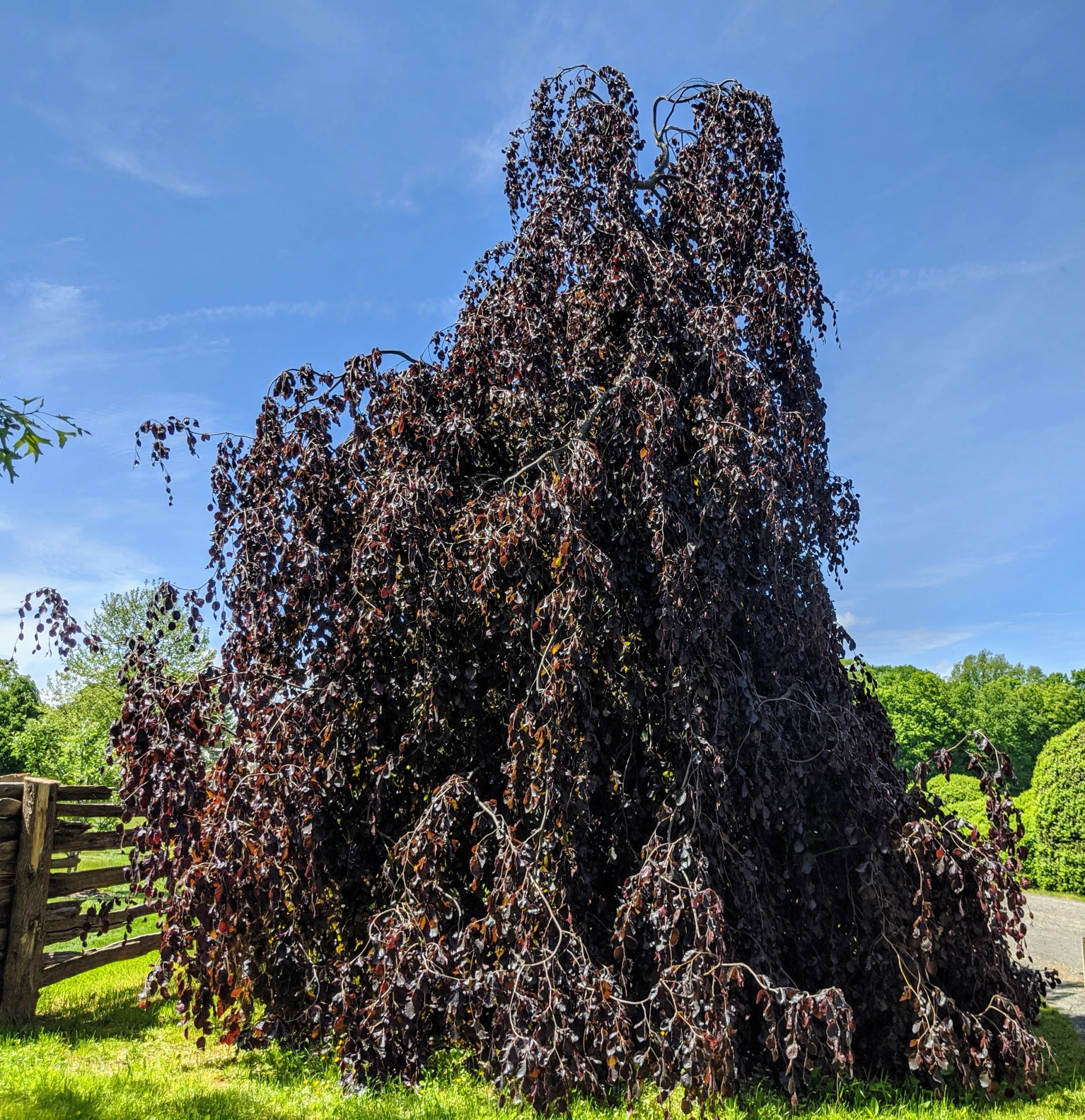 Home | Poquoson Rare Trees - Langley's Premier Rare Tree Specialists